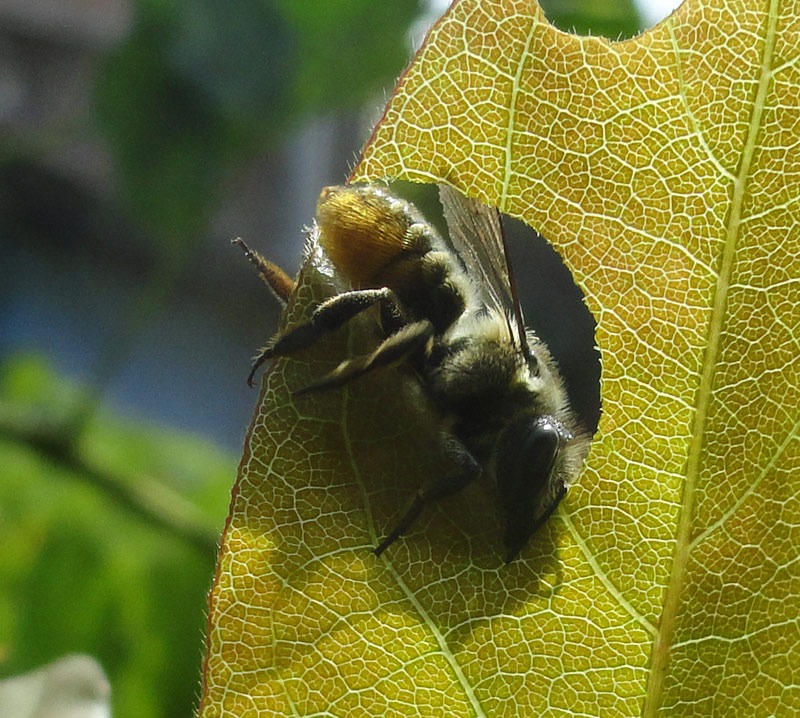 Les Abeilles Solitaires - épanews